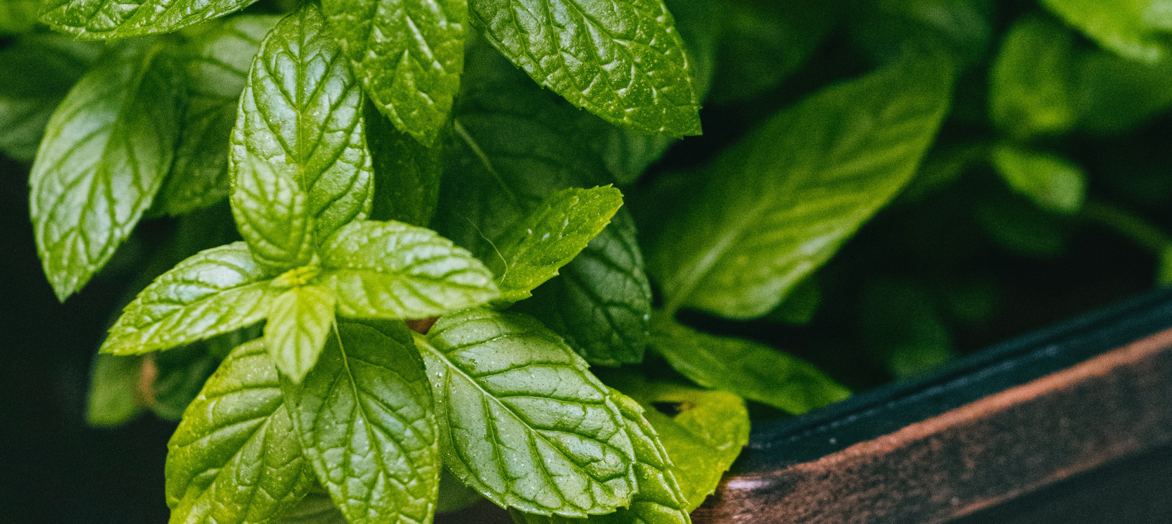 Volmary® Gourmetrosmarin ‘Abraxas’ | Gartencenter Kremer. Die Naturtalente